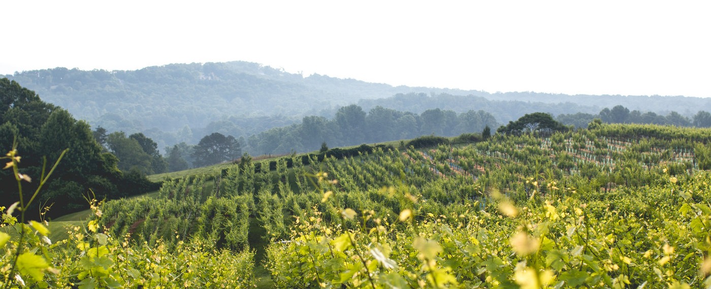 Groovy Buses Transportation to Kaya Vineyard and Winery